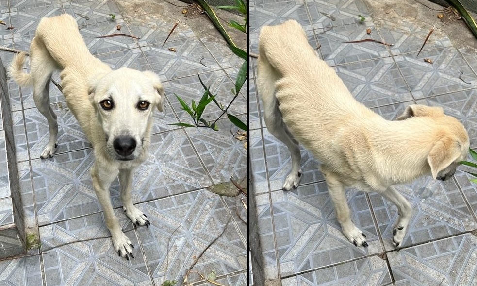 Polícia acha cachorro desnutrido, indicia idosa por maus-tratos e ...