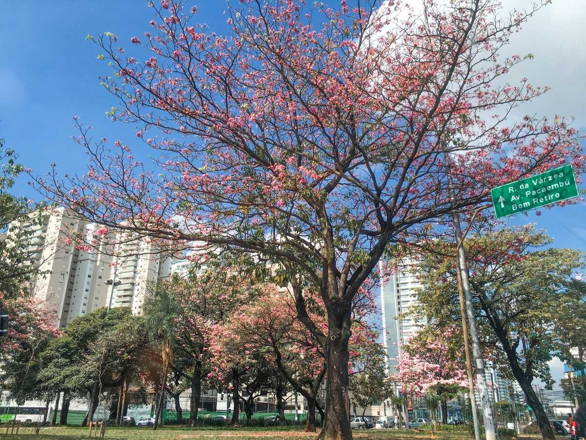SP: o que esperar do clima com o fim do inverno e chegada da primavera ...