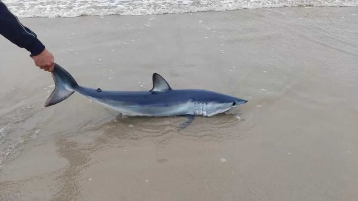 Tubarão apontado como o mais rápido do mundo encalha em Itanhaém ...