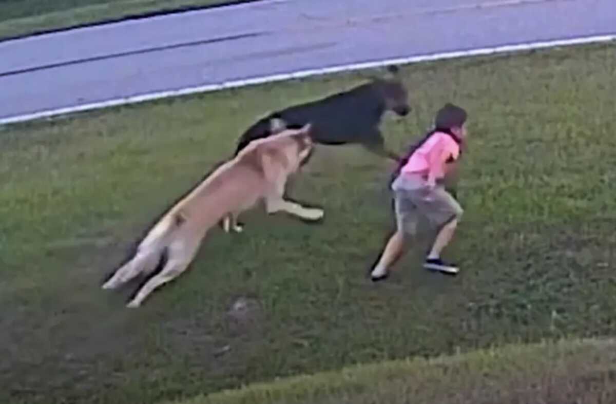 Pastor alemão salva menino de 6 anos de ataque de outro cachorro ...