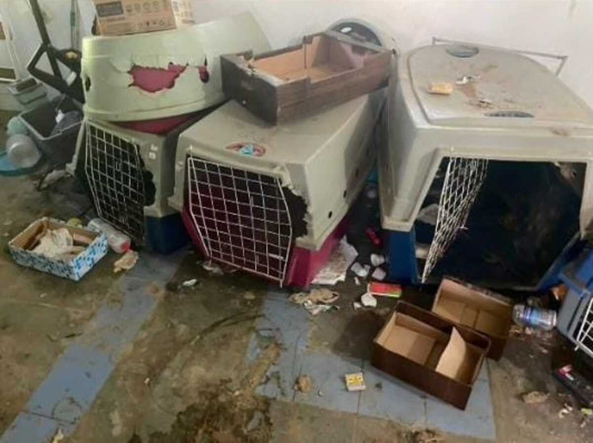 Polícia de SP resgata cinco cachorros e prende homem por maus-tratos ... Polícia de SP resgata cinco cachorros e prende homem por maus-tratos ...