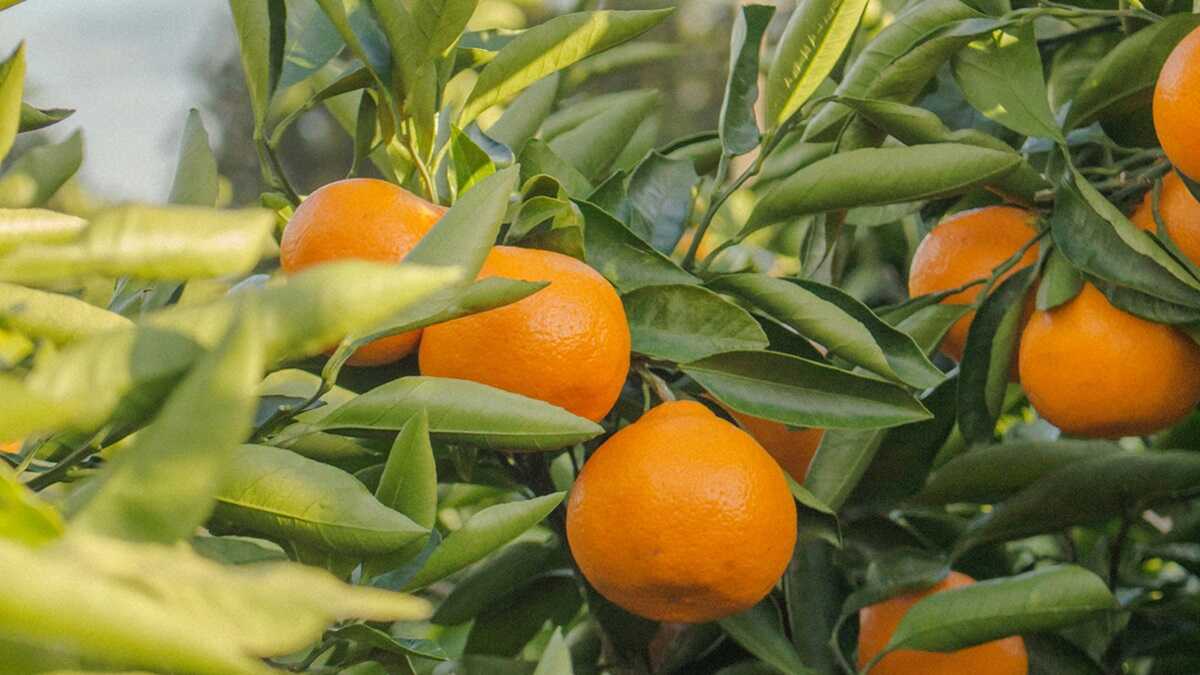 80% de toda laranja do Brasil 'vem' de uma conhecida cidade do interior ...