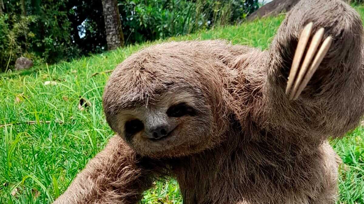 Avistou um animal silvestre no litoral de SP? Saiba o que fazer e ...