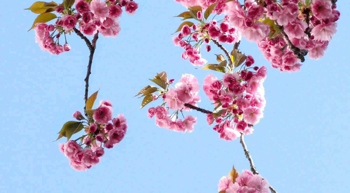 Brasil terá primavera das frentes frias e variações térmicas; entenda ...