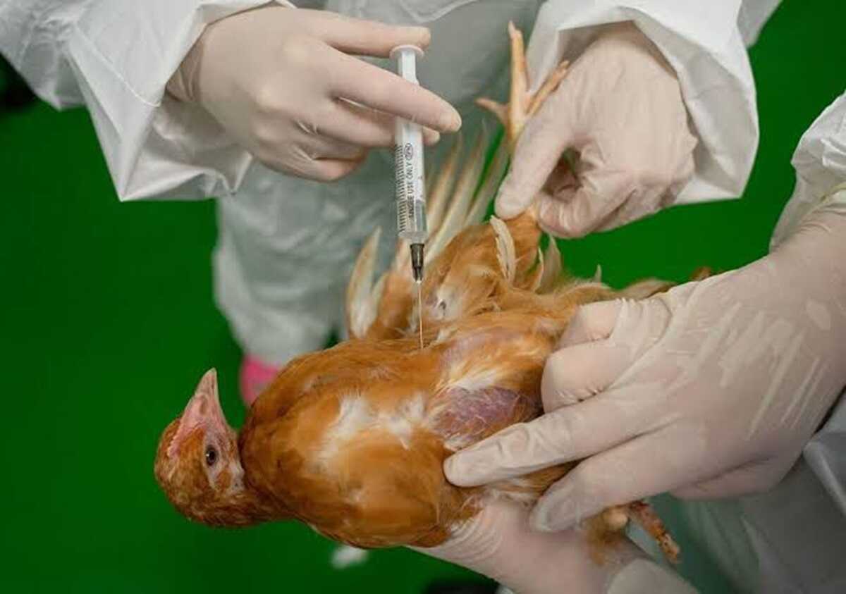 É mito ou verdade que frango brasileiro está cheio de hormônios? Entenda - Diário do Litoral