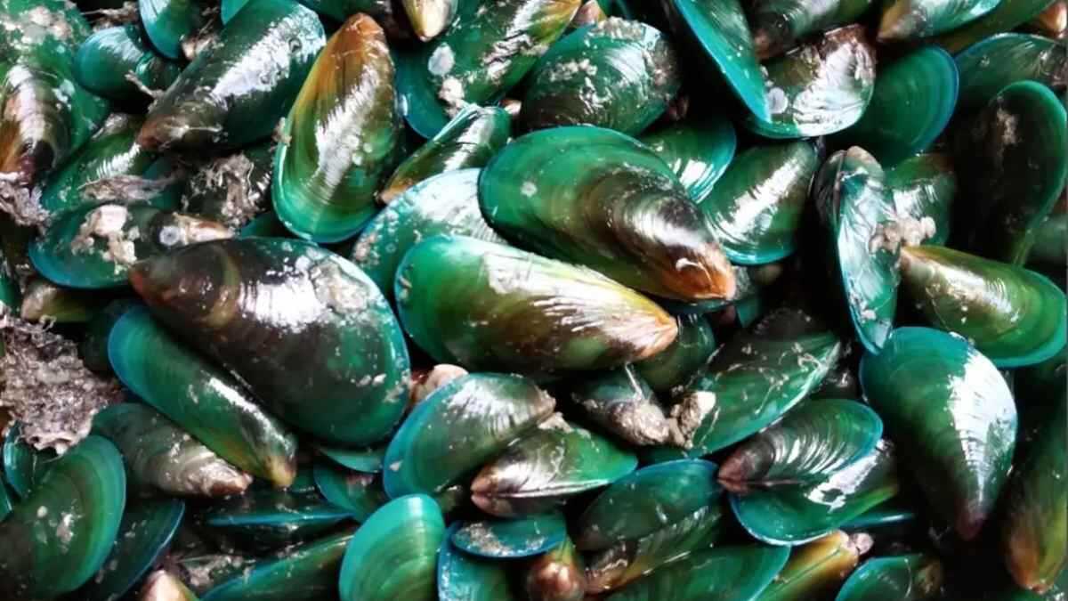 Pesquisa afirma que o litoral de SP está infestado pelo mexilhão verde ...