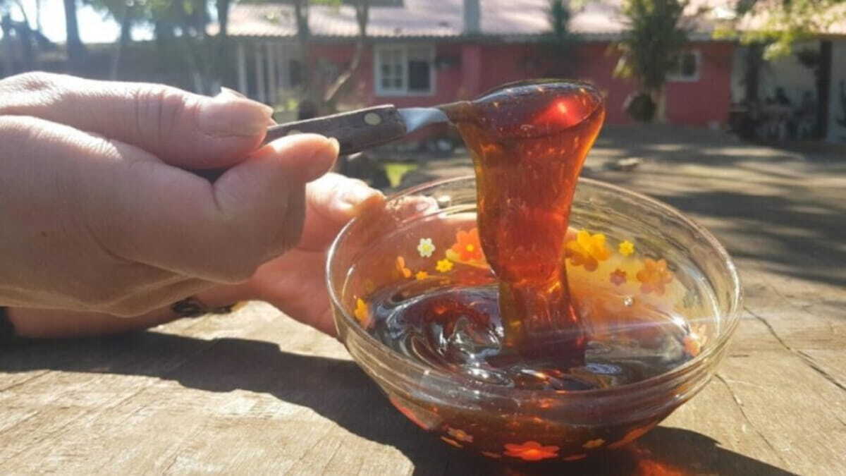 Doce, puro e imbatível: mel brasileiro é eleito o melhor do planeta ...