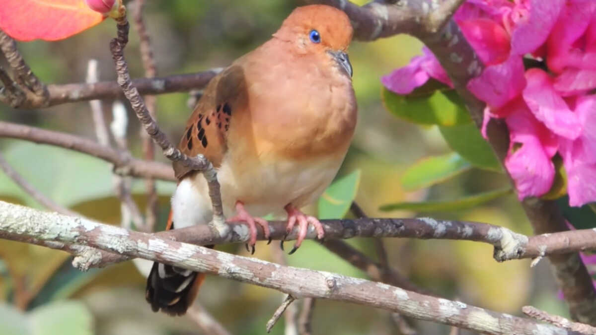 Observação de uma das aves mais raras do país é suspensa em 2025 ...