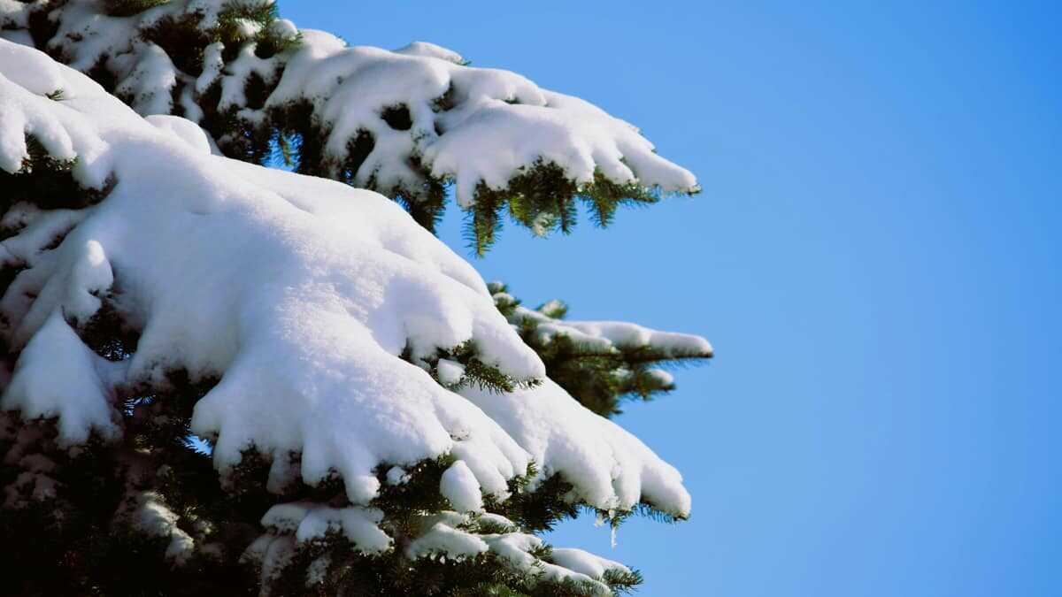 Neve no Brasil: entenda o fenômeno raro que encanta o Sul do país no ...