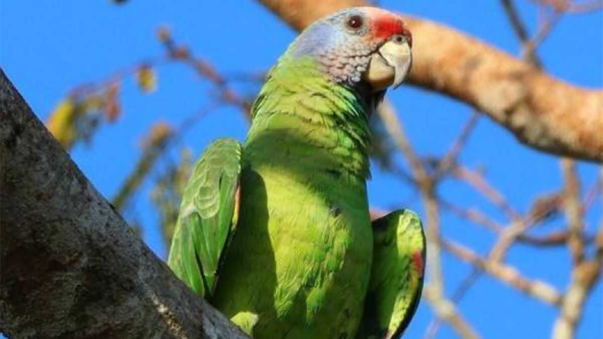 Papagaio-de-cara-roxa é eleito ave símbolo de Itanhaém (SP) - Diário do ...