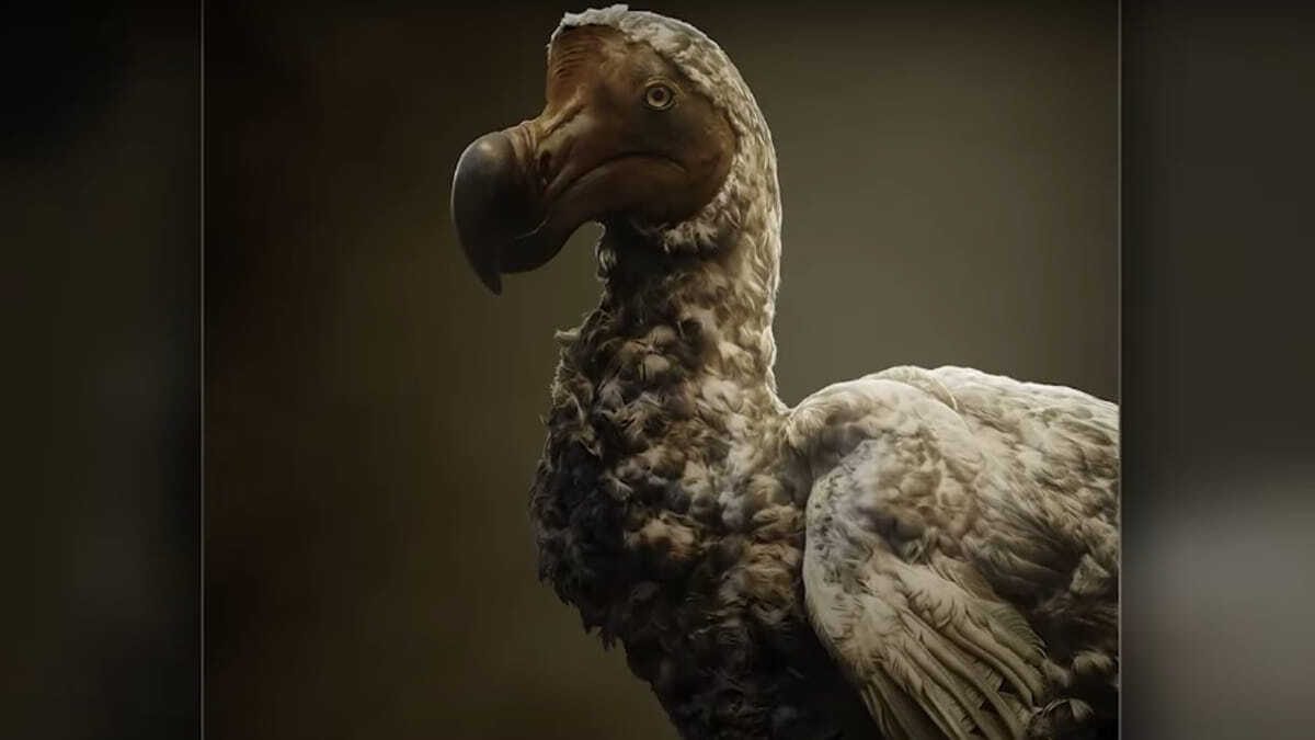 Animal extinto há mais de 300 anos pode voltar a habitar as florestas ...