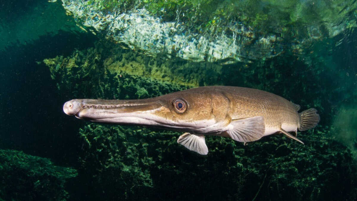 Espécie de peixe que viu os dinossauros sumirem é descoberta na América ...