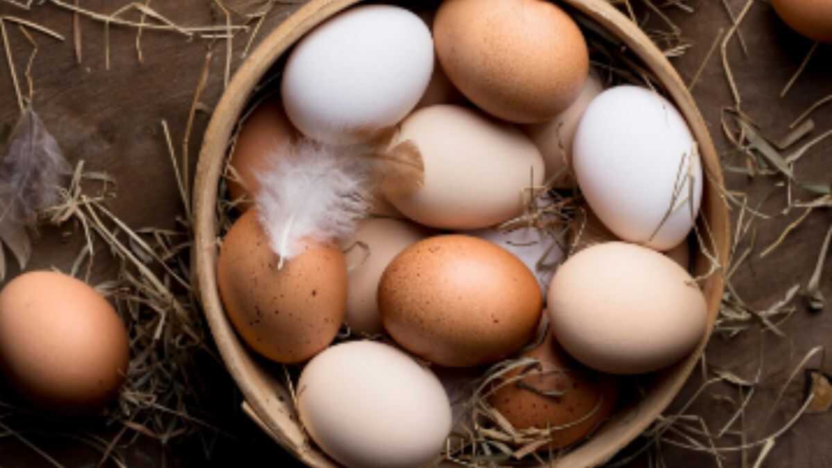 Ovo branco ou marrom? A ciência revela a verdade sobre a diferença de ...