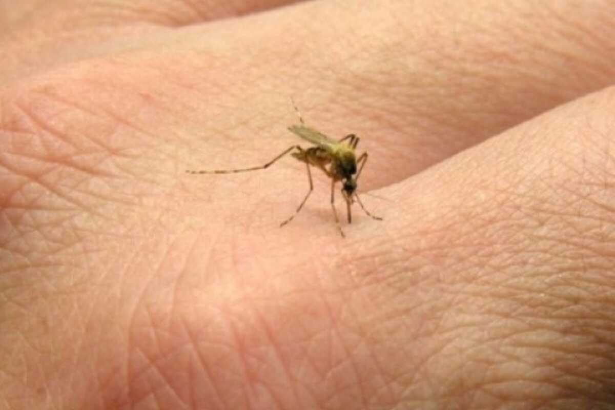 Estudo comprova que vírus zika tem preferência por células-tronco ...