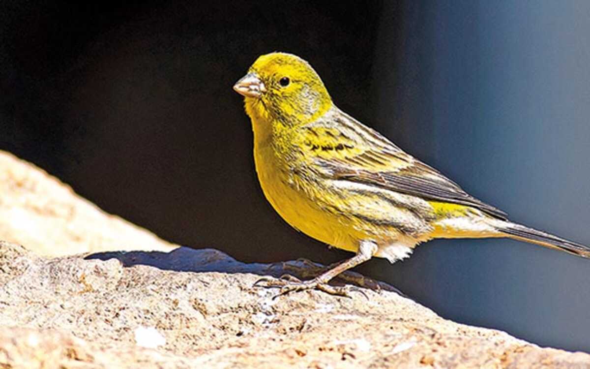 Como criar um canário feliz e saudável - Diário do Litoral